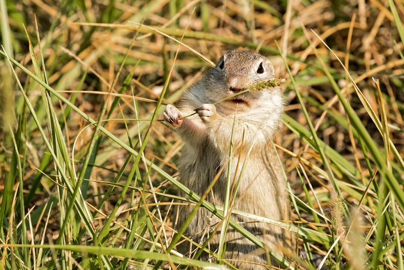 Europäisches Ziesel – Tiergarten Schönbrunn