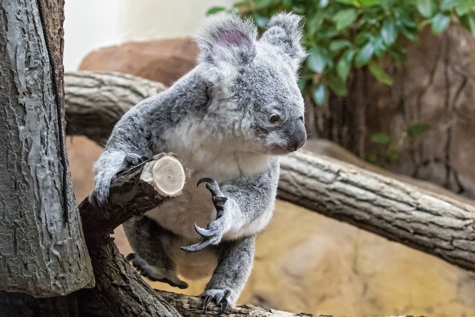 Koala – Tiergarten Schönbrunn
