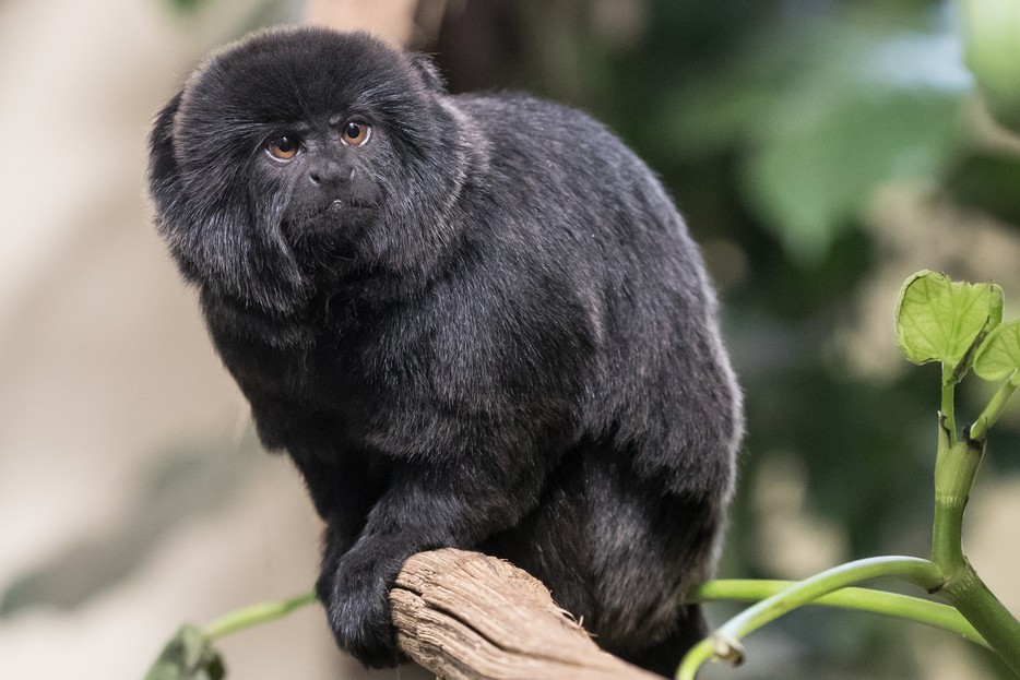 Springtamarin – Tiergarten Schönbrunn