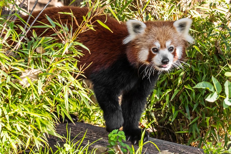 Roter Panda – Tiergarten Schönbrunn