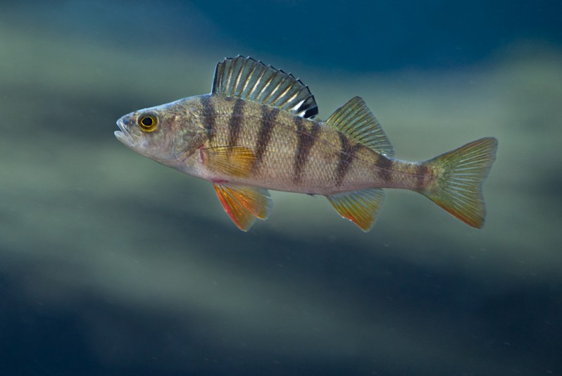 Flussbarsch – Tiergarten Schönbrunn
