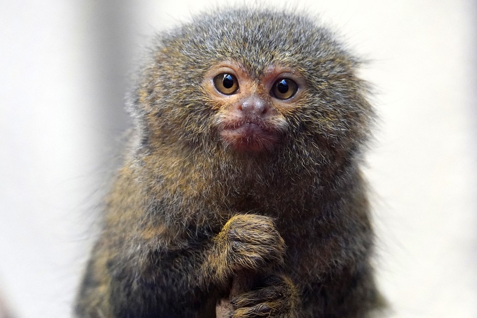 Zwergseidenaffe – Tiergarten Schönbrunn