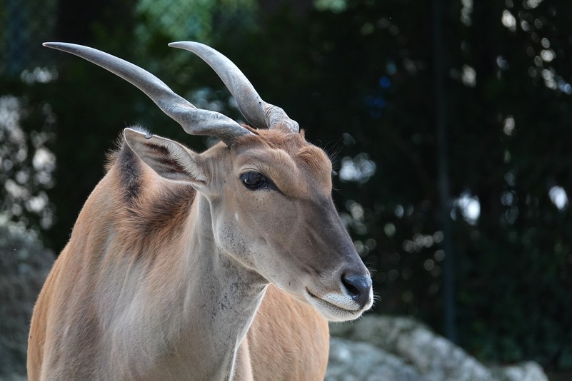 Elenantilope – Tiergarten Schönbrunn
