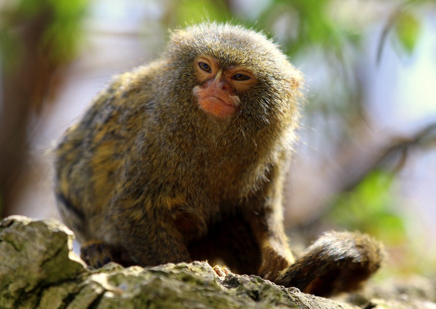 Zwergseidenaffe – Tiergarten Schönbrunn