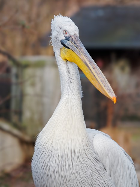 Robert Tobler – Tiergarten Schönbrunn
