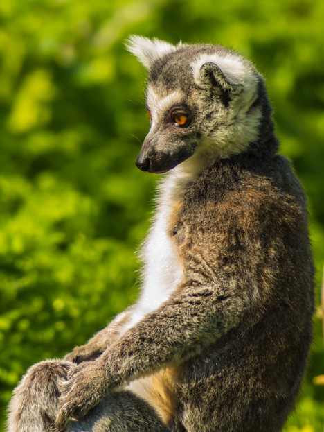 Robert Michl MA – Tiergarten Schönbrunn