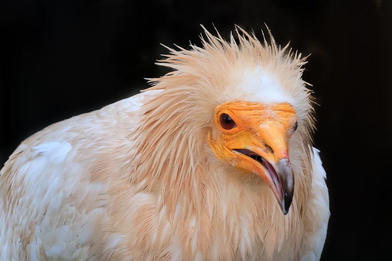 Schmutzgeier – Tiergarten Schönbrunn