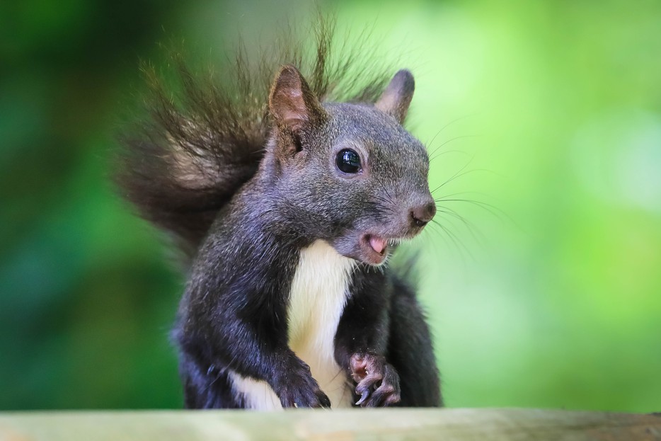 Eichkätzchen – Tiergarten Schönbrunn