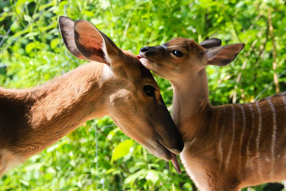 Nyala – Tiergarten Schönbrunn