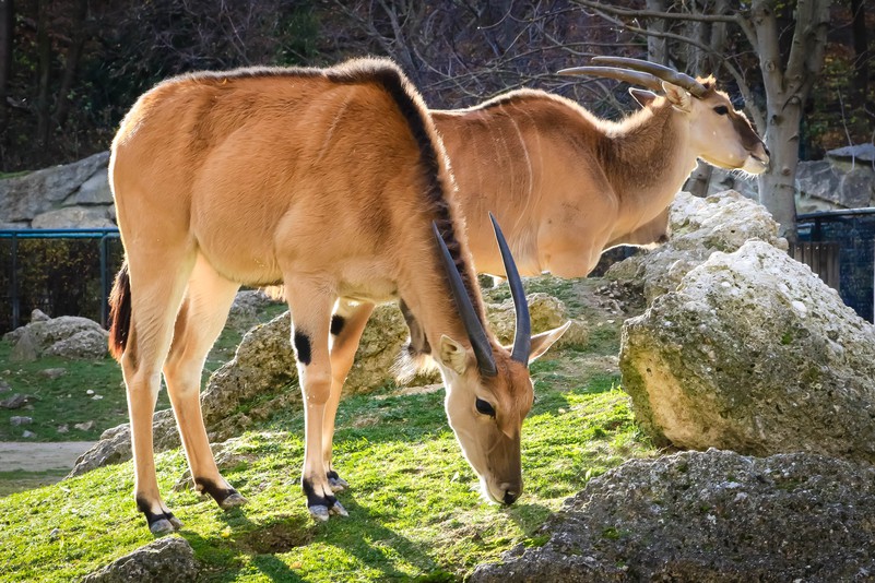 Elenantilope – Tiergarten Schönbrunn