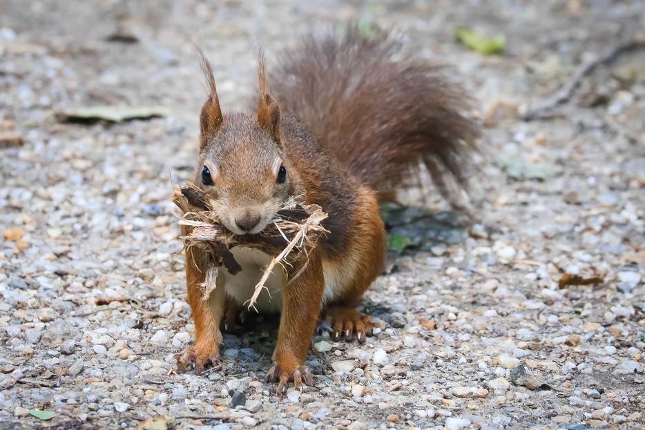 Eichkätzchen – Tiergarten Schönbrunn