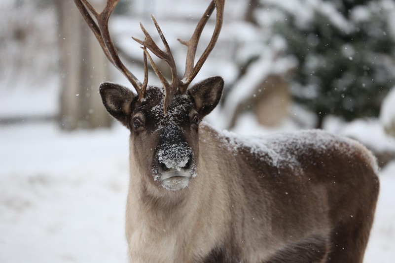 Rentier – Tiergarten Schönbrunn
