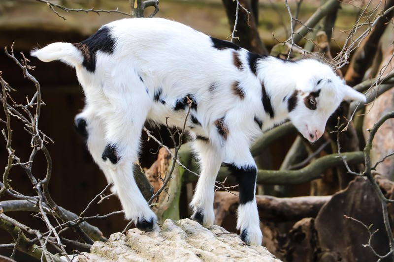 Tauernschecken Ziege – Tiergarten Schönbrunn