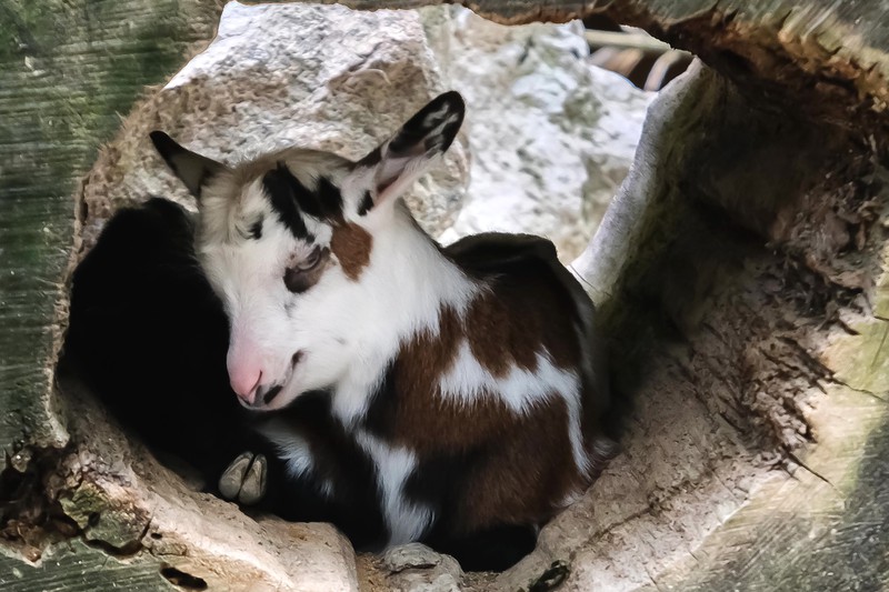 Tauernschecken Ziege – Tiergarten Schönbrunn
