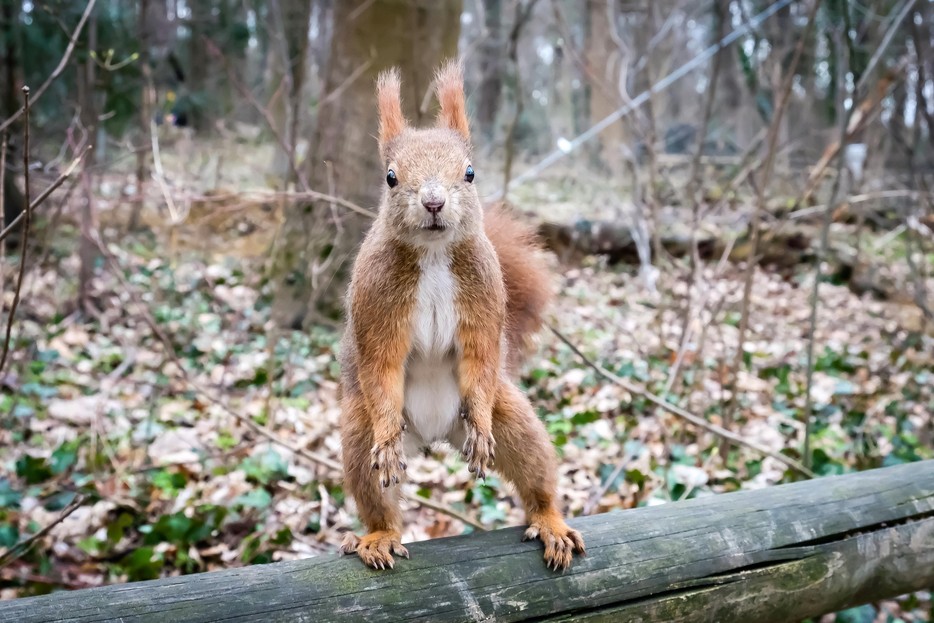 Eichkätzchen – Tiergarten Schönbrunn
