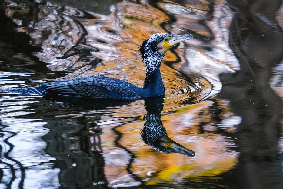 Kormoran – Tiergarten Schönbrunn
