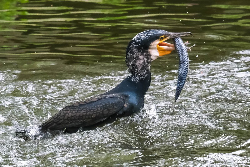 Kormoran – Tiergarten Schönbrunn