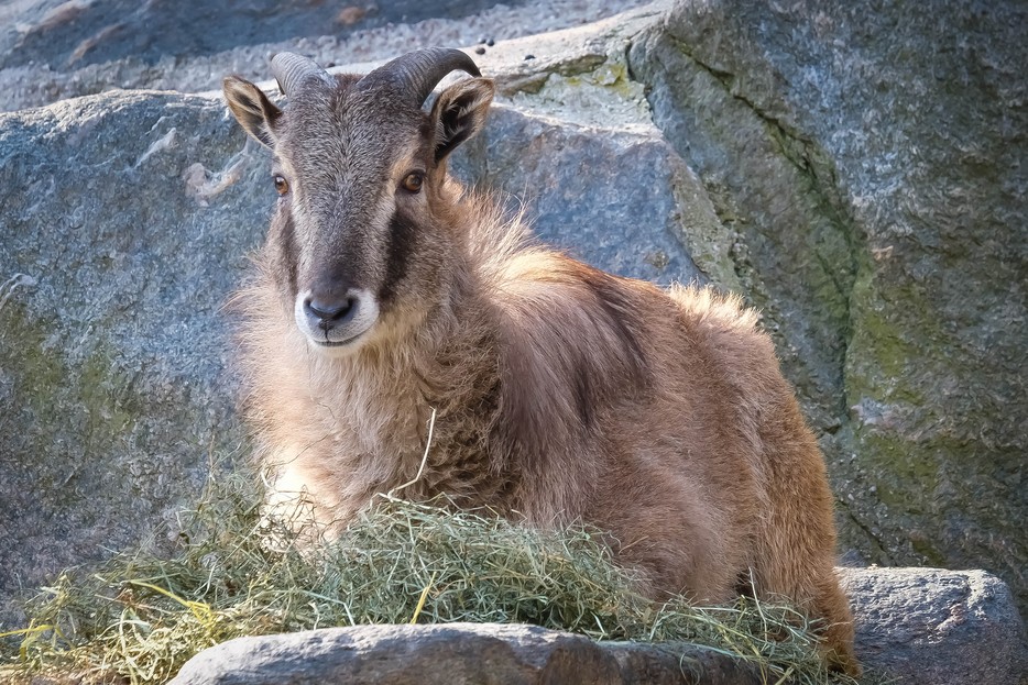 Himalaya Tahr – Tiergarten Schönbrunn