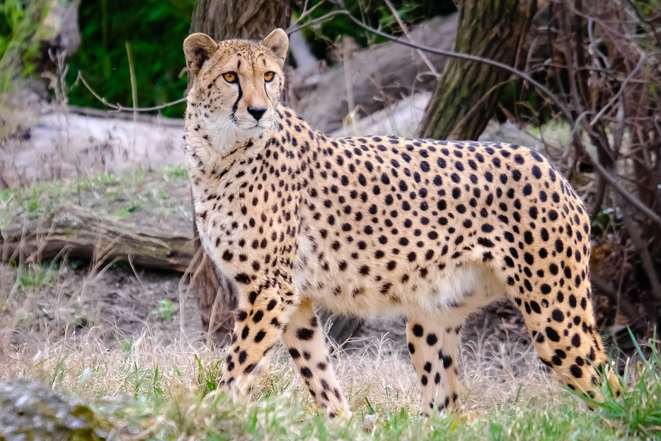 Gepard – Tiergarten Schönbrunn