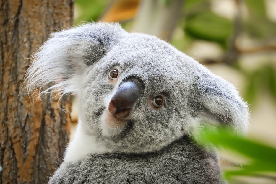 Koala – Tiergarten Schönbrunn
