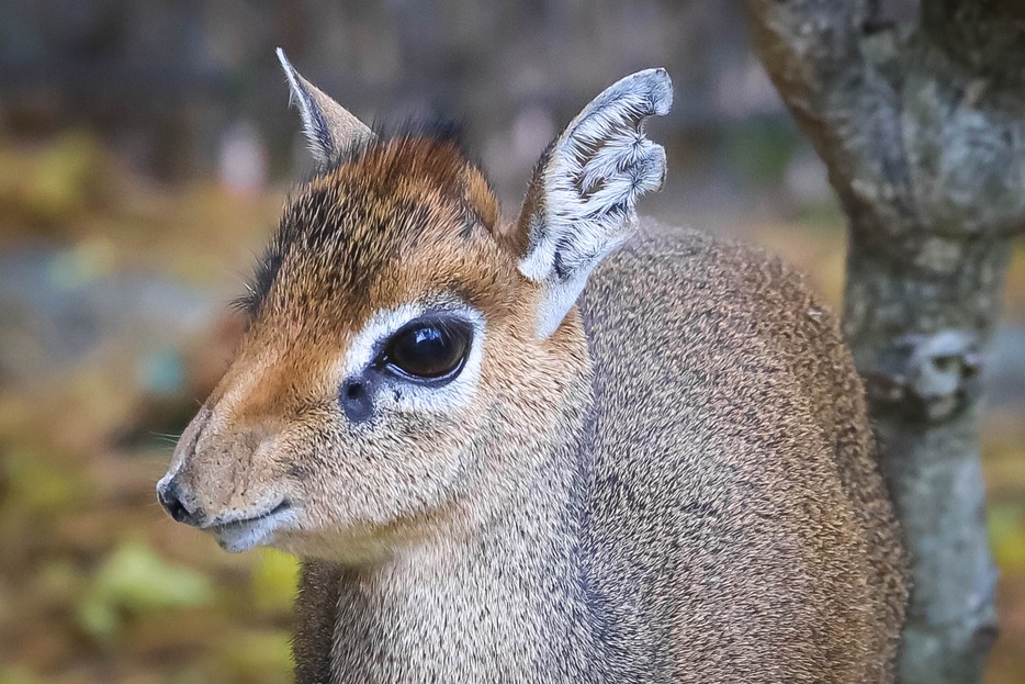 Kirk-Dikdik – Tiergarten Schönbrunn