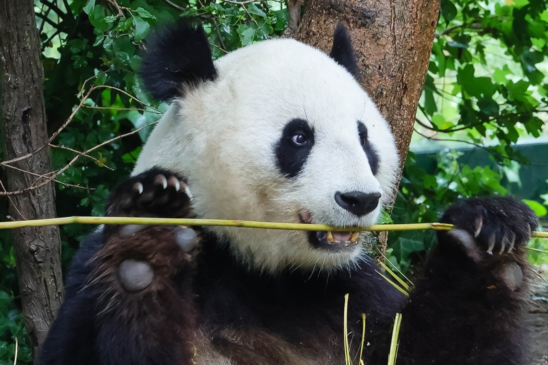 Großer Panda – Tiergarten Schönbrunn
