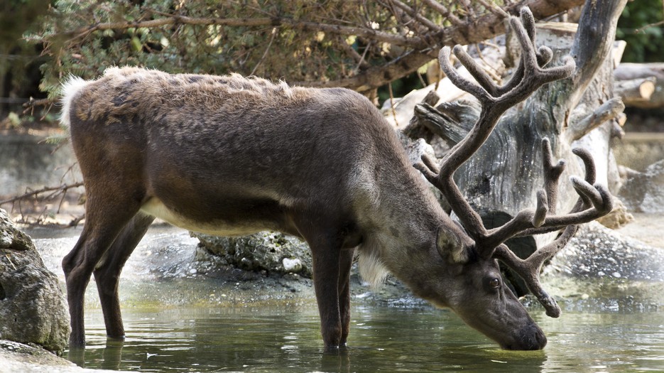 Rentier – Tiergarten Schönbrunn