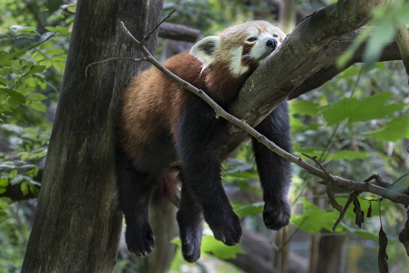 Roter Panda – Tiergarten Schönbrunn