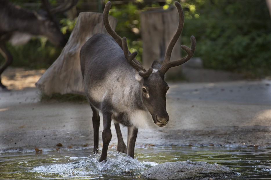 Rentier – Tiergarten Schönbrunn