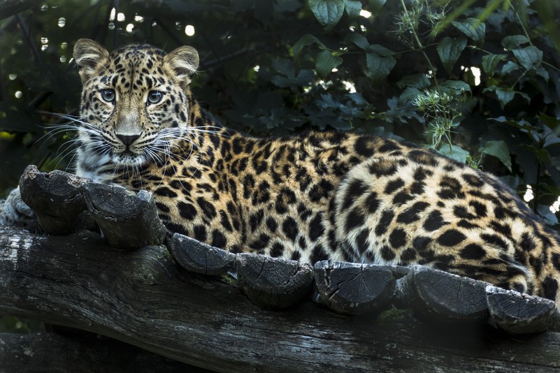 Amurleopard – Tiergarten Schönbrunn