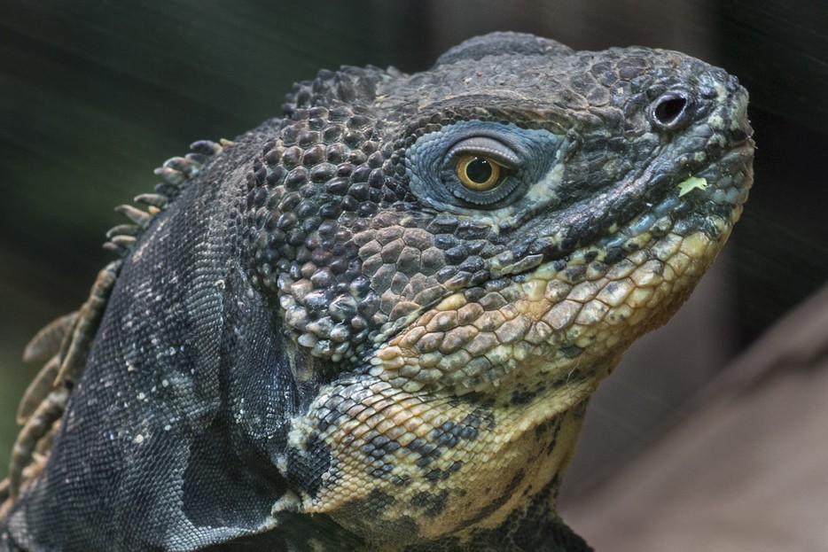 Nashornleguan – Tiergarten Schönbrunn