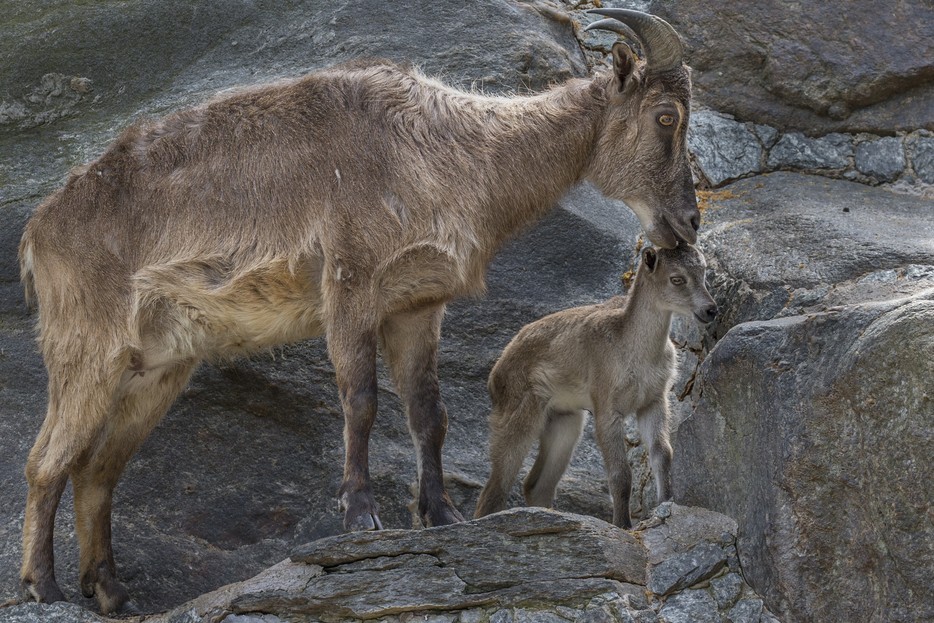 Himalaya Tahr – Tiergarten Schönbrunn