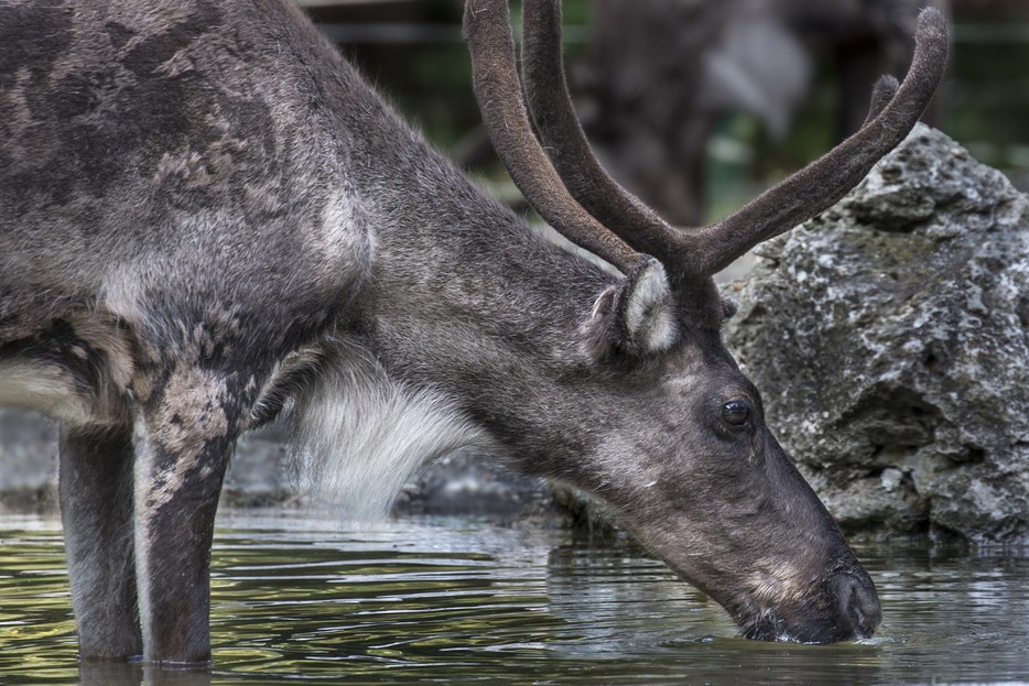 Rentier – Tiergarten Schönbrunn