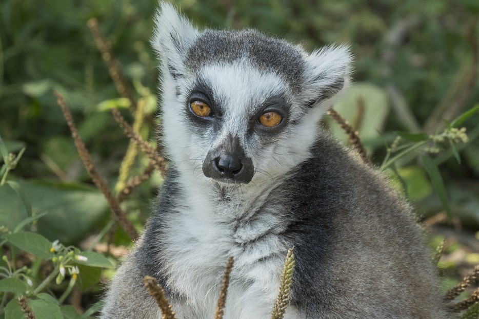 Katta – Tiergarten Schönbrunn