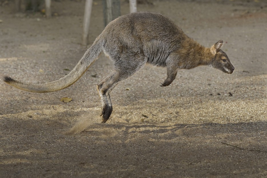 Bennettkänguru – Tiergarten Schönbrunn