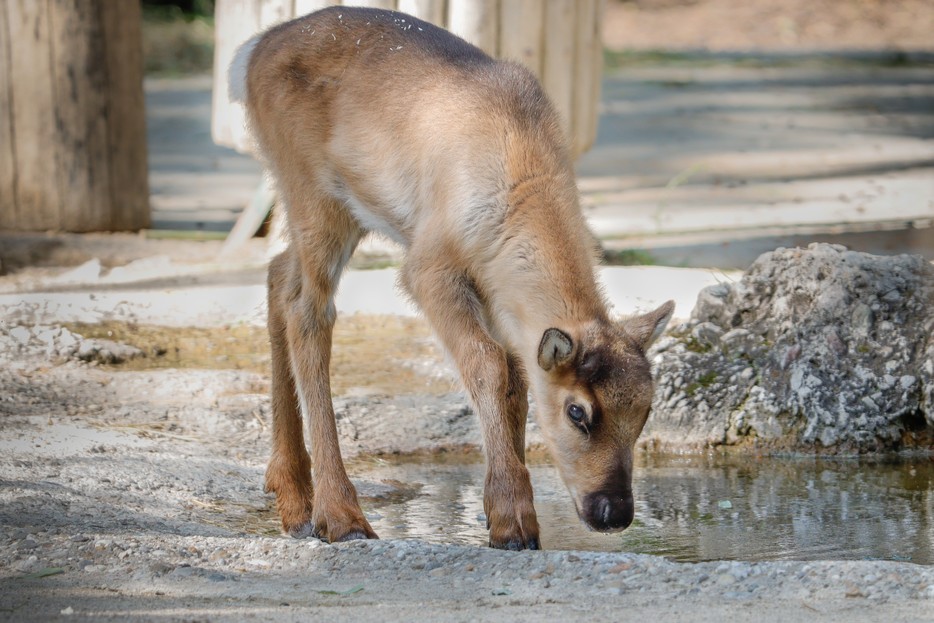 Rentier – Tiergarten Schönbrunn