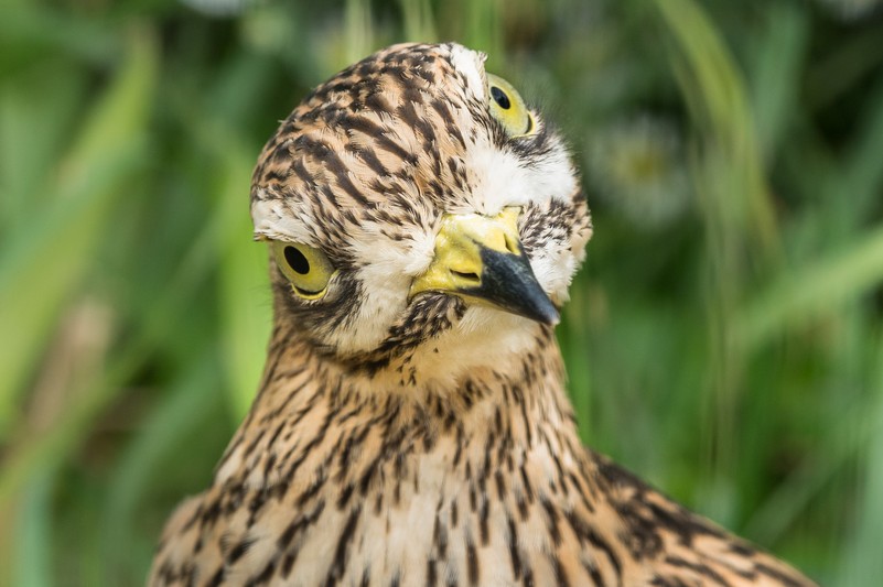 Triel – Tiergarten Schönbrunn