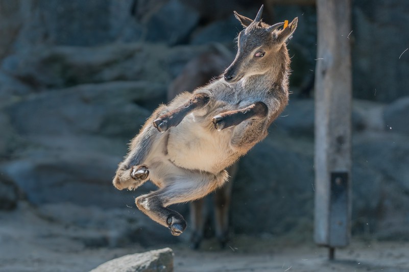 Himalaya Tahr – Tiergarten Schönbrunn
