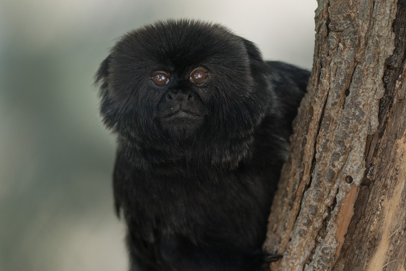Springtamarin – Tiergarten Schönbrunn