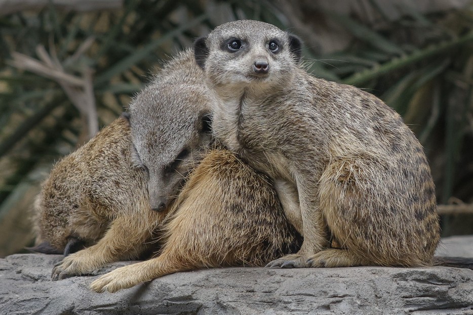 Erdmännchen – Tiergarten Schönbrunn