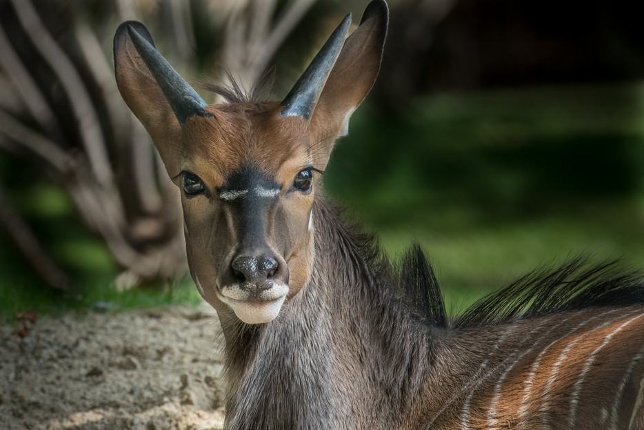 Elenantilope – Tiergarten Schönbrunn