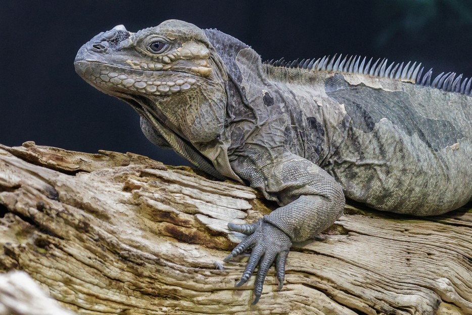 Nashornleguan – Tiergarten Schönbrunn