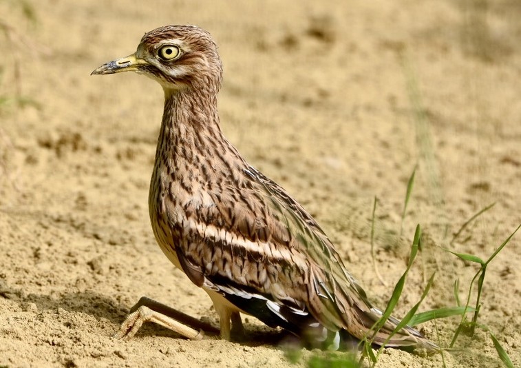 Triel – Tiergarten Schönbrunn