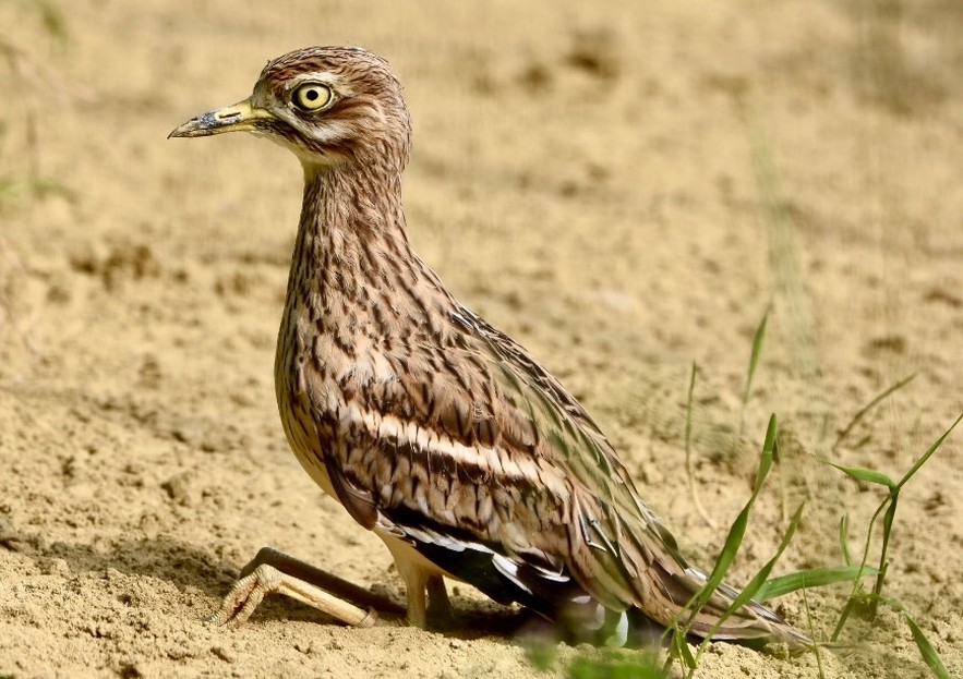 Triel – Tiergarten Schönbrunn