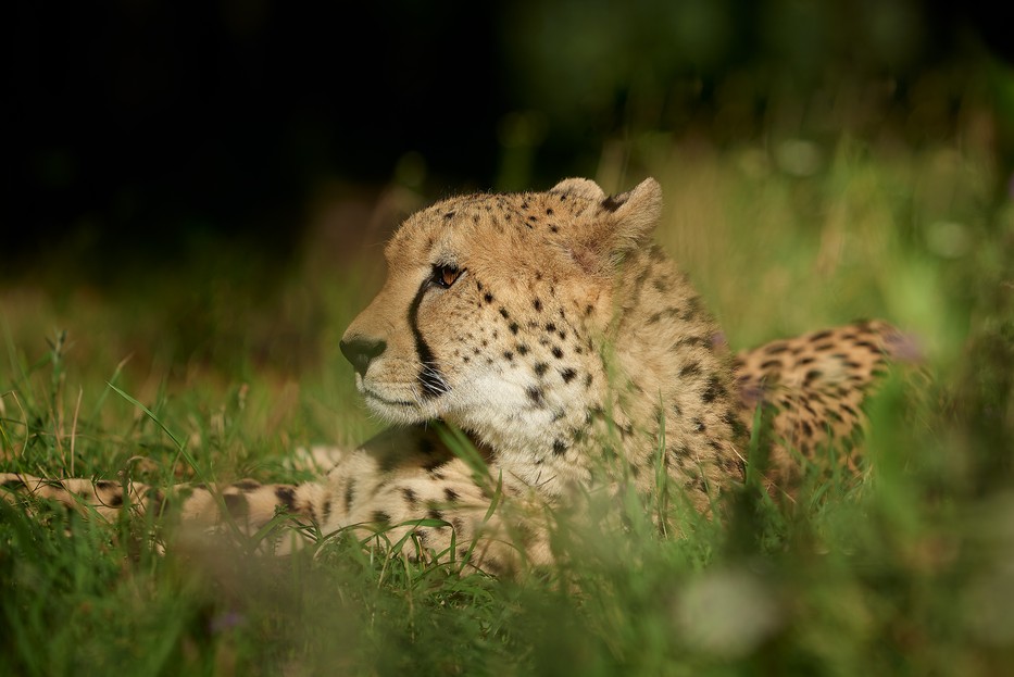 Gepard – Tiergarten Schönbrunn