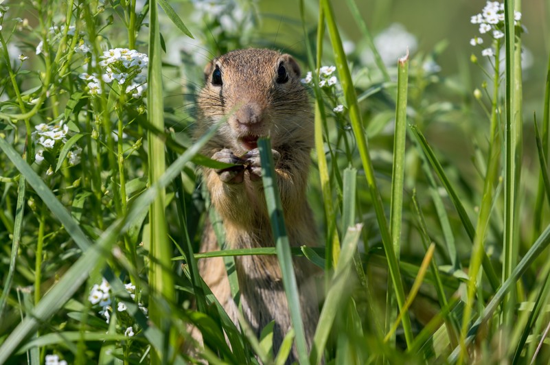 Europäisches Ziesel – Tiergarten Schönbrunn