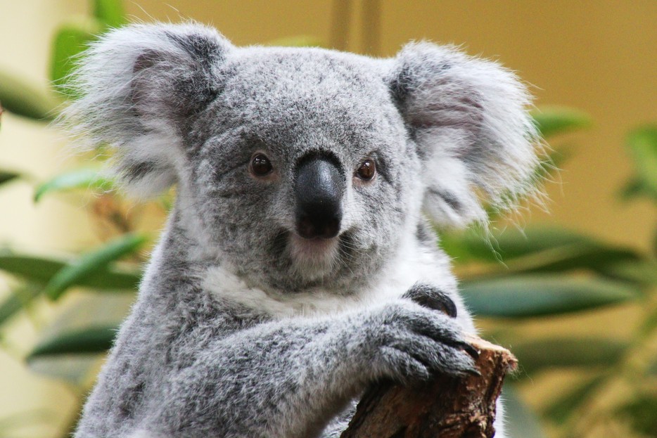 Koala – Tiergarten Schönbrunn