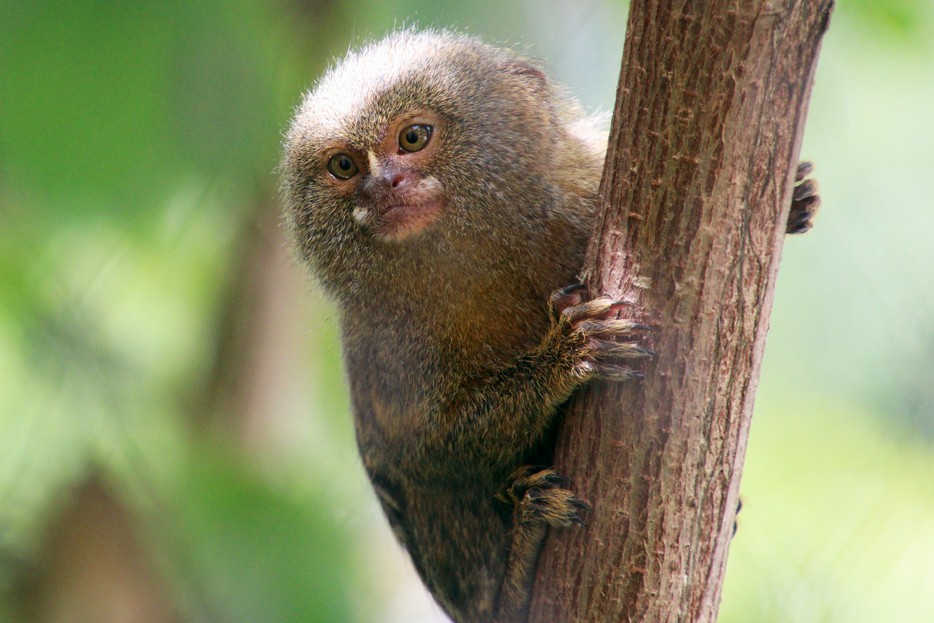 Zwergseidenaffe – Tiergarten Schönbrunn