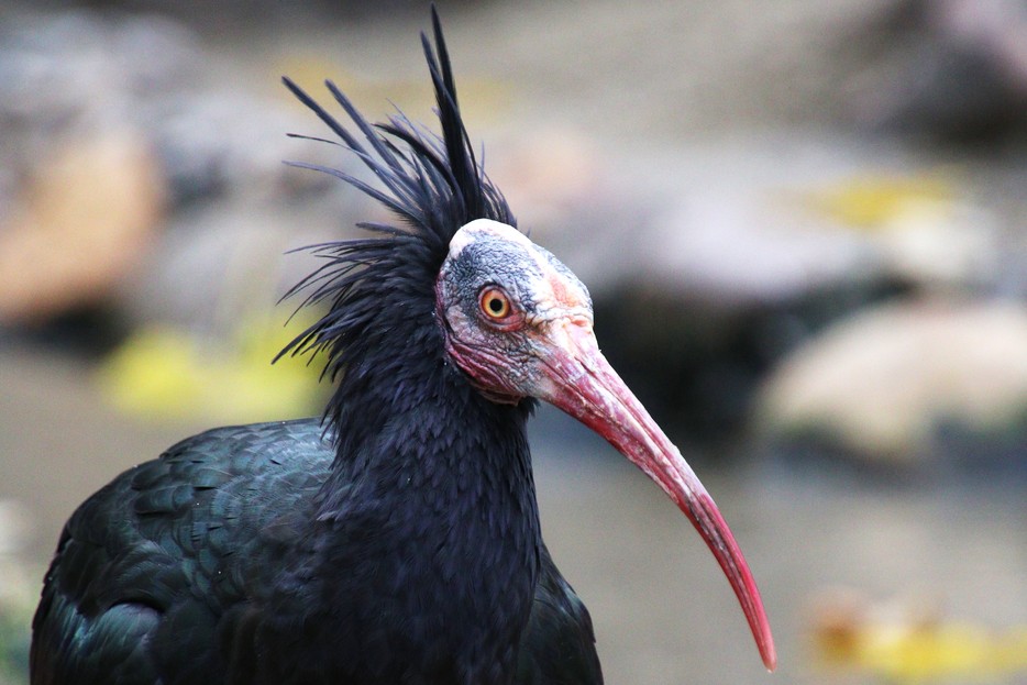 Northern bald ibis species protection project – Vienna Zoo