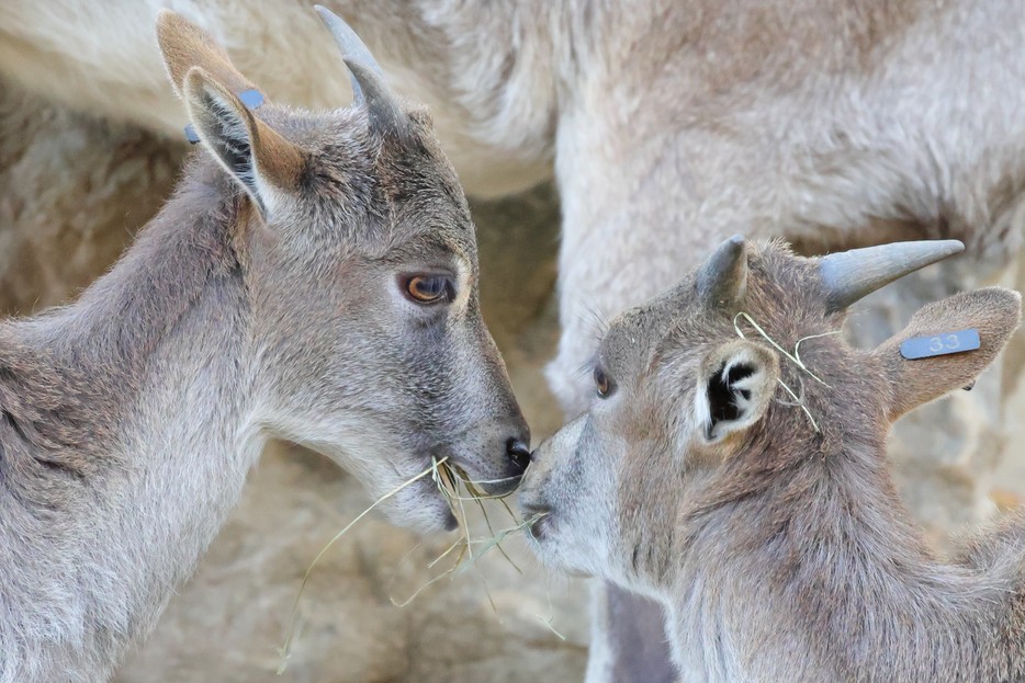 Homepage – Vienna Zoo